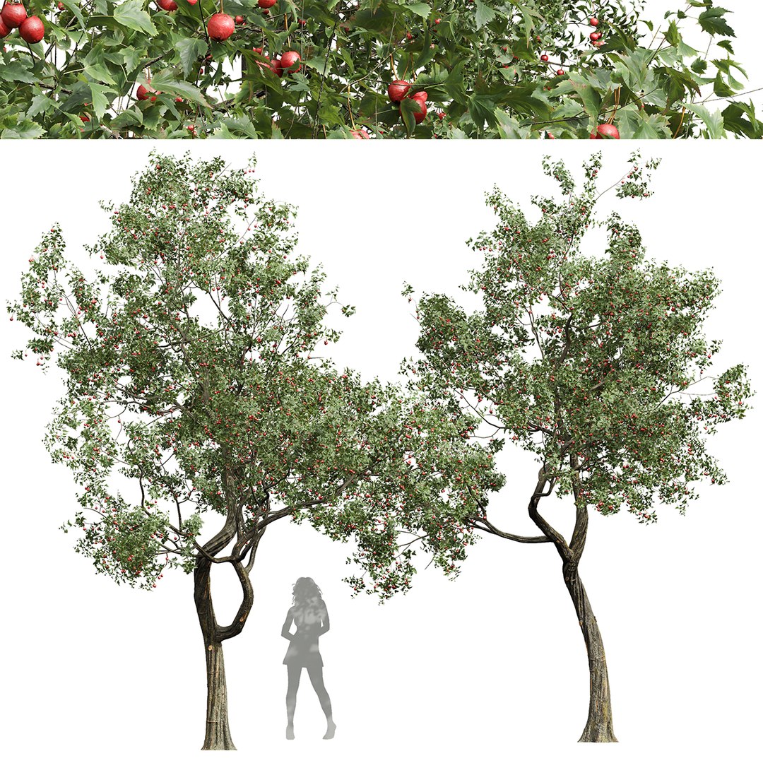 3D New Plant High Detail Crataegus Pinnatifida Hawthorn Model ...
