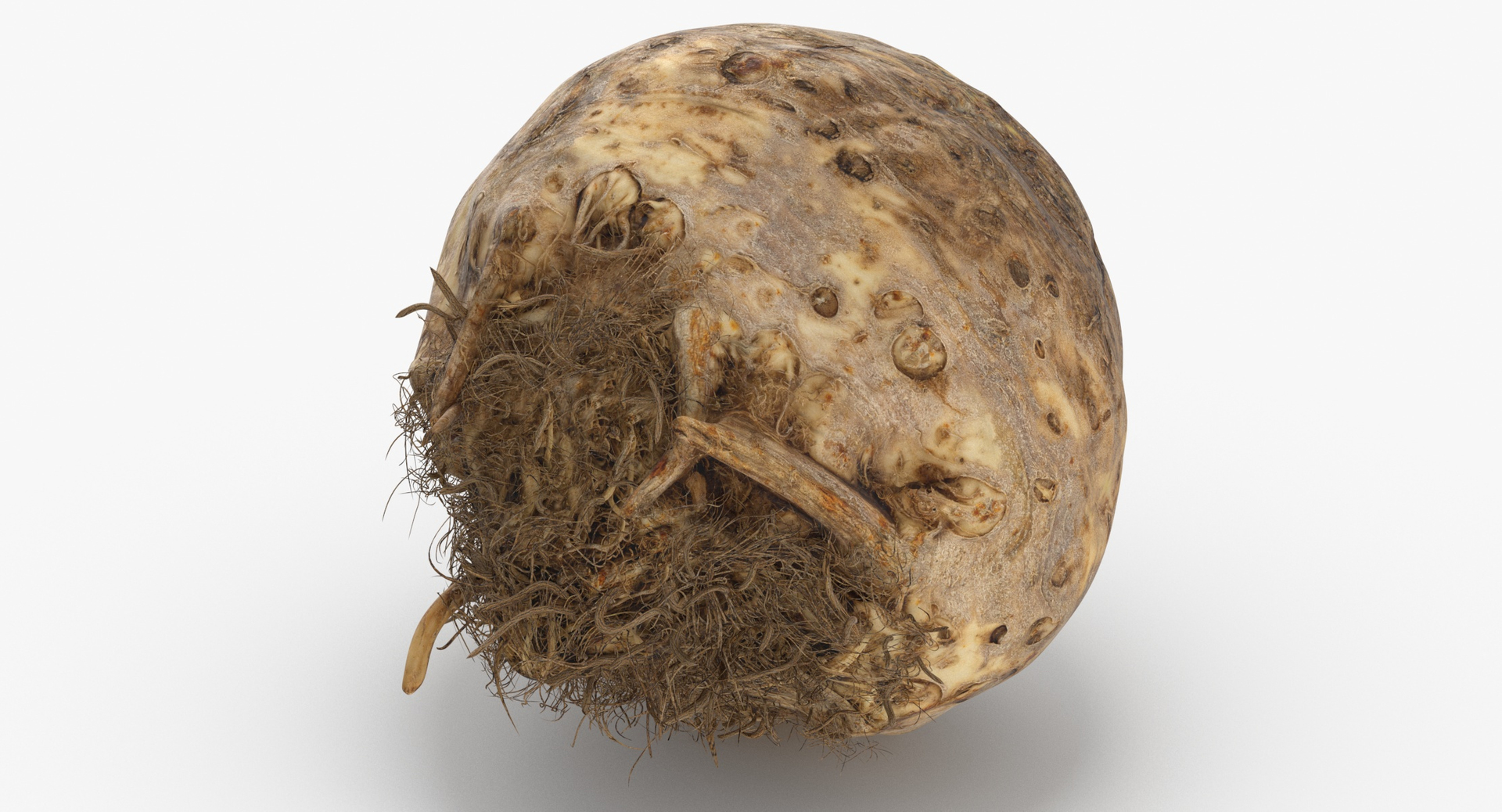 3D Celery Root 01 - TurboSquid 1517313