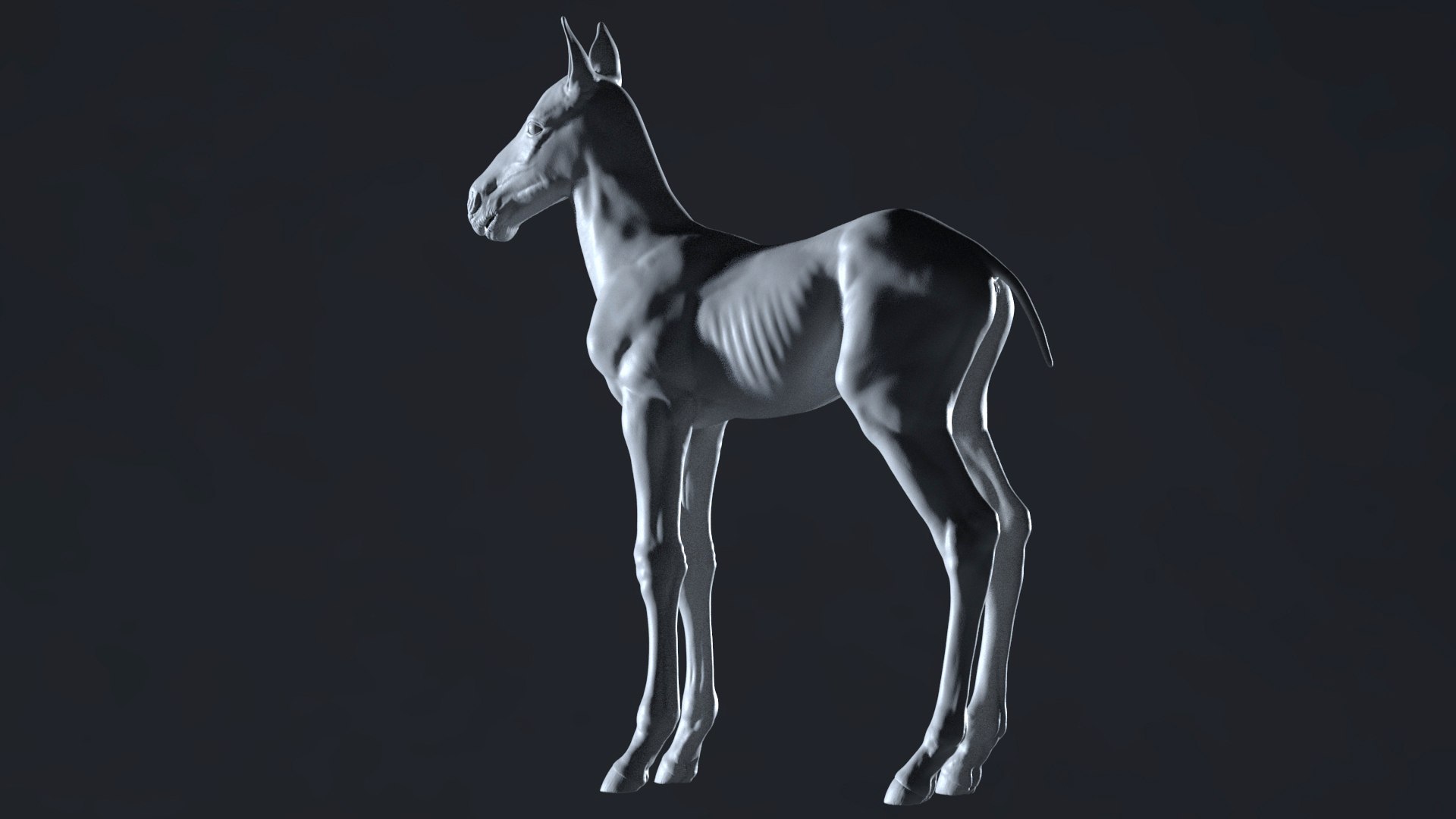 Realistic Horse Foal 3D Model - TurboSquid 1607378