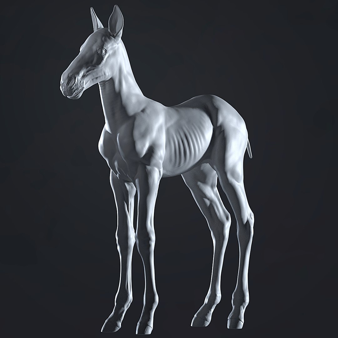 Realistic Horse Foal 3D Model - TurboSquid 1607378