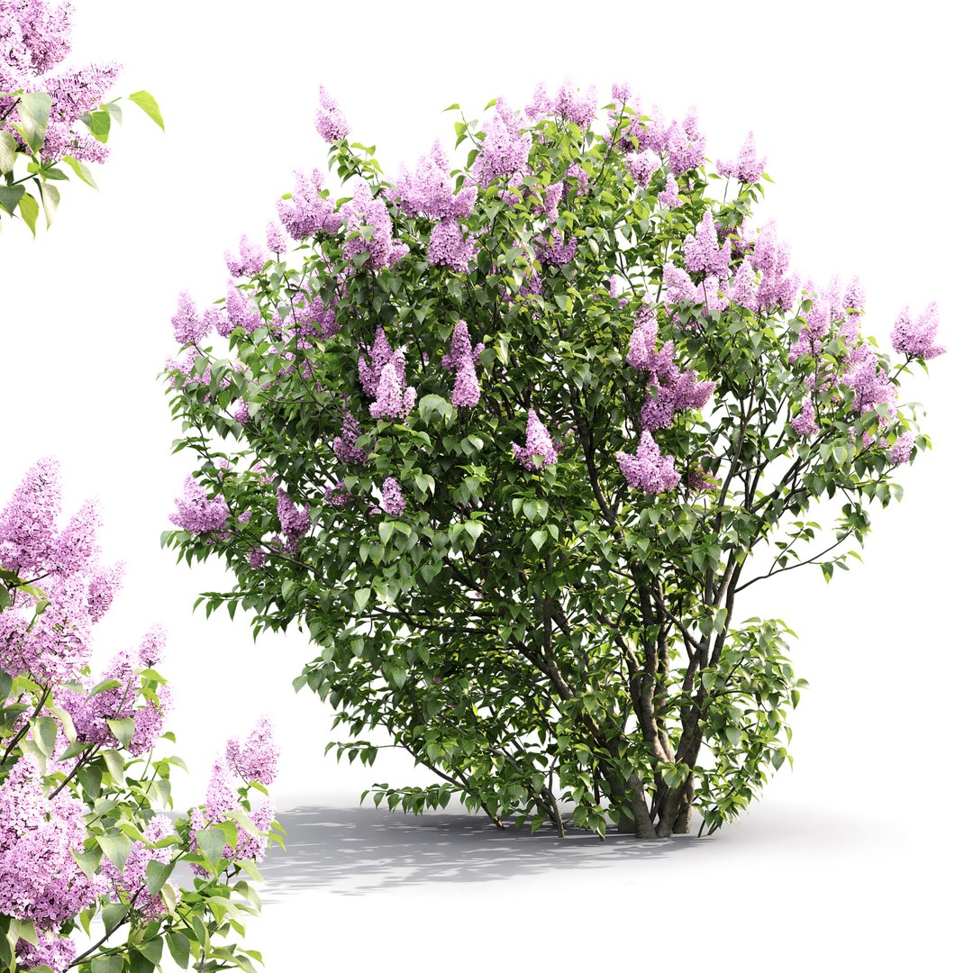 Bush Flowers Corona Model - TurboSquid 1484907