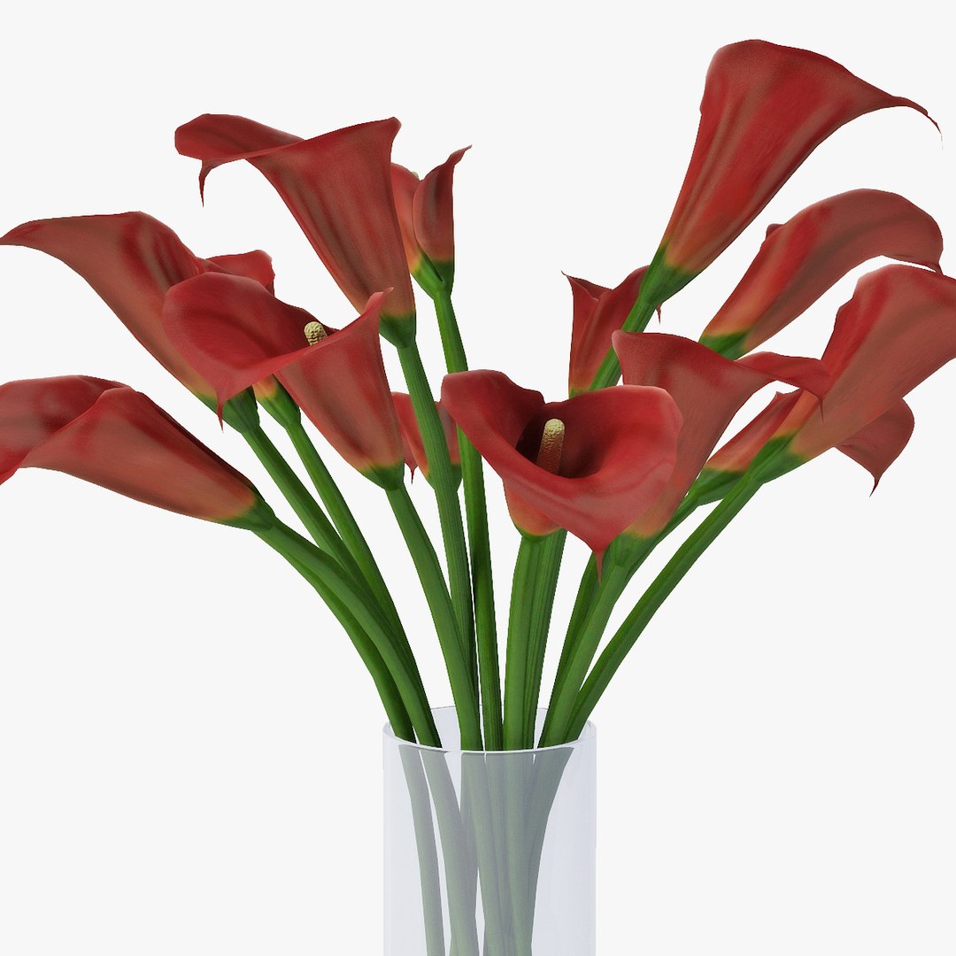Calla Lily 3d Model