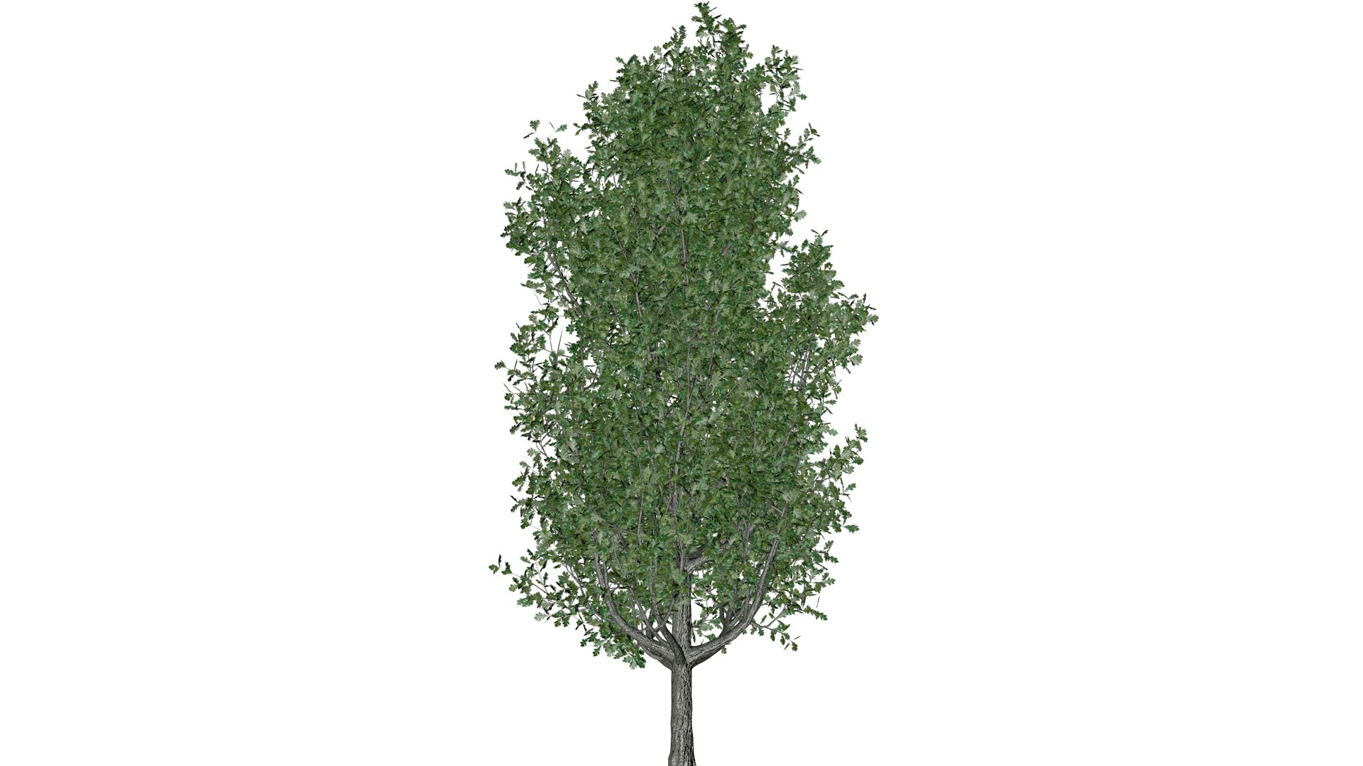 Cypress Oak Tree - 07 - 3D - TurboSquid 2375800