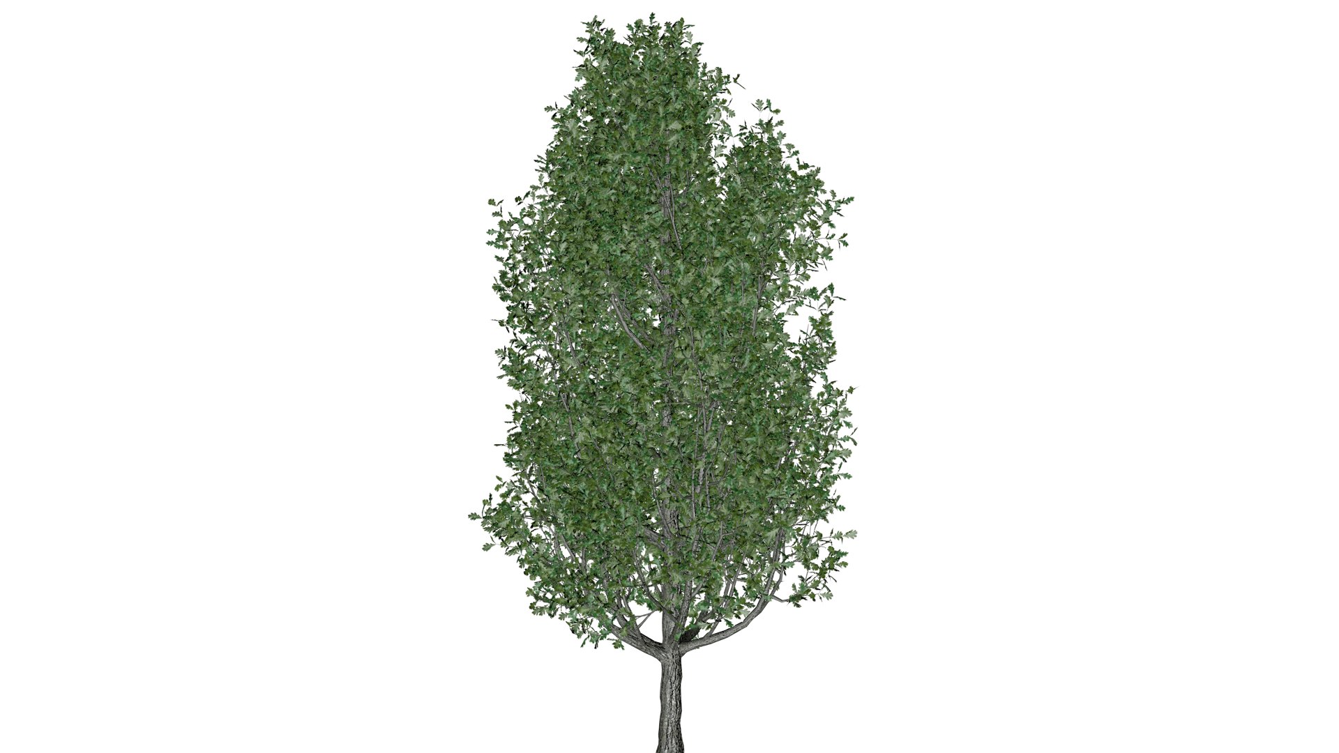Cypress Oak Tree - 07 - 3D - TurboSquid 2375800
