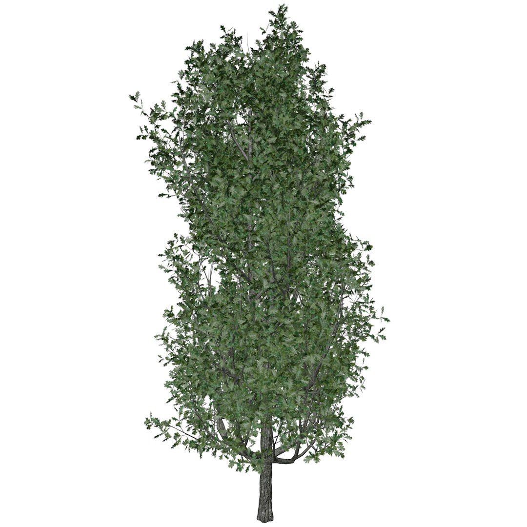 Cypress Oak Tree - 07 - 3D - TurboSquid 2375800