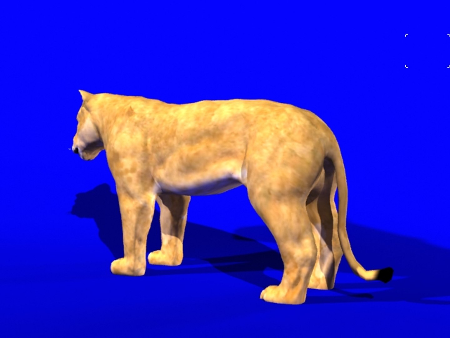 3d Lioness Animation