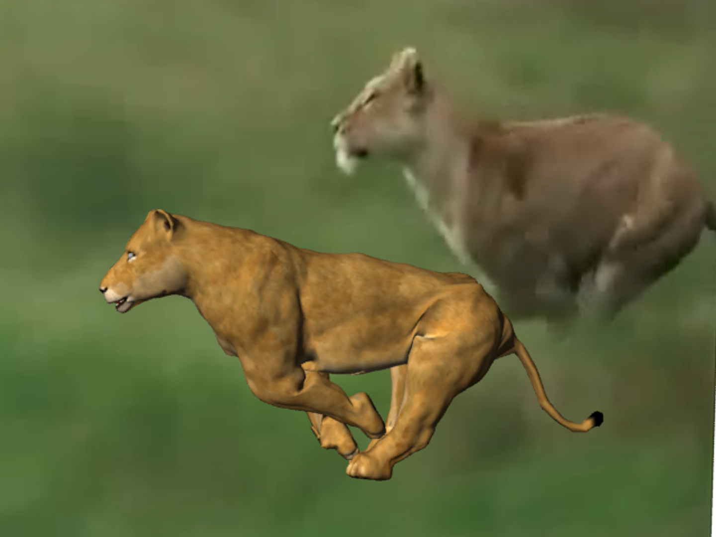 3d Lioness Animation