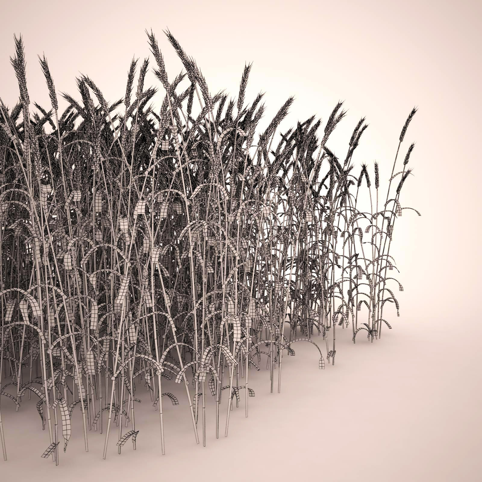 3d max common wheat