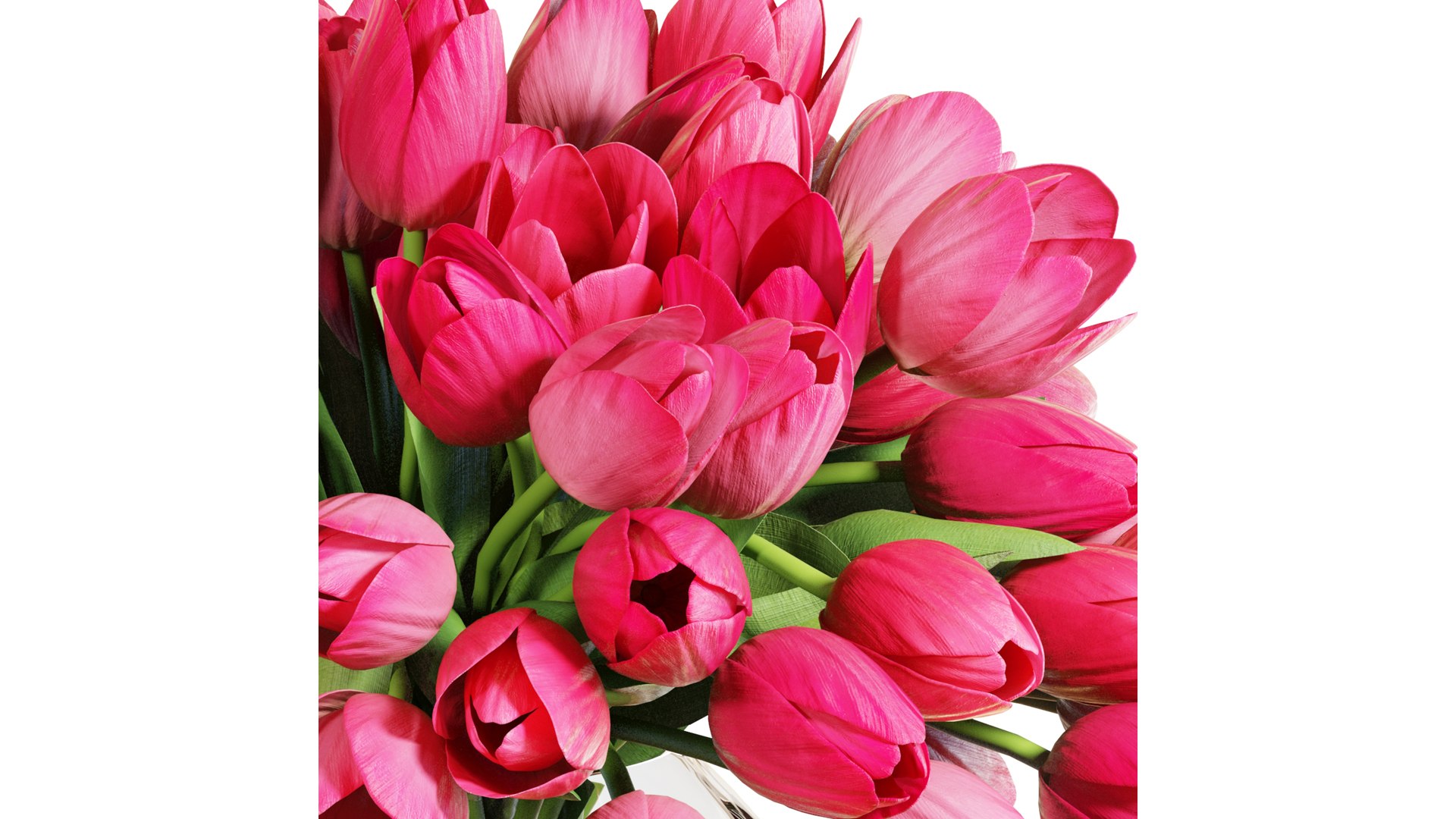 3D Model Flower Set 19 - Pink Tulips Bouquet - TurboSquid 1955372 3D Model Flower Set 19 - Pink Tulips Bouquet - TurboSquid 1955372