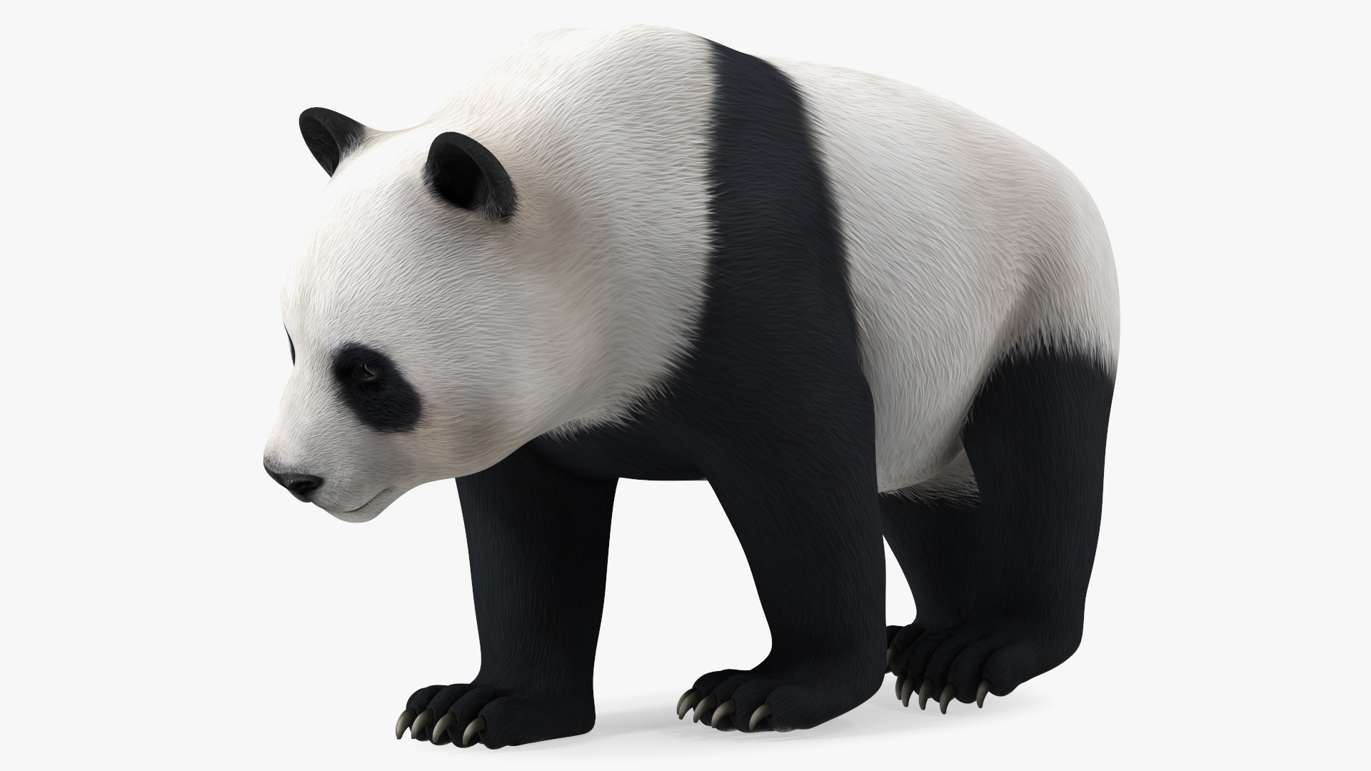 modelo 3d Postura del panda gigante caminando - TurboSquid 1815039