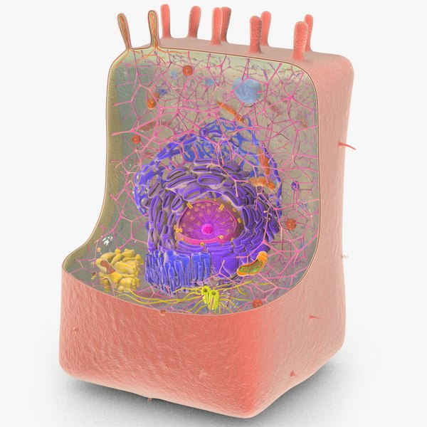 Animal Cell 3D Models for Download | TurboSquid