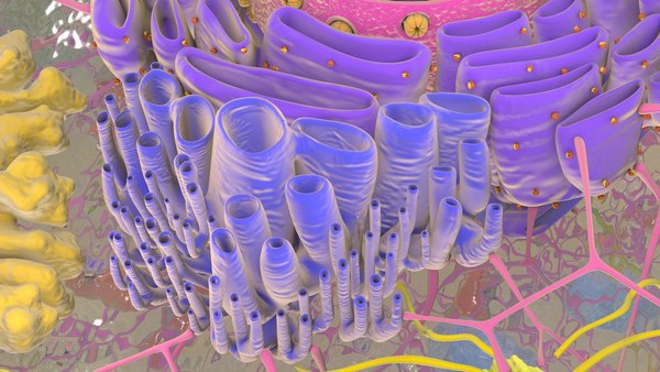 3D Animal Cell Structure - TurboSquid 1780678