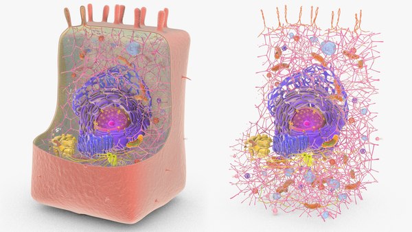modelo 3d Estructura de la célula animal - TurboSquid 1780678