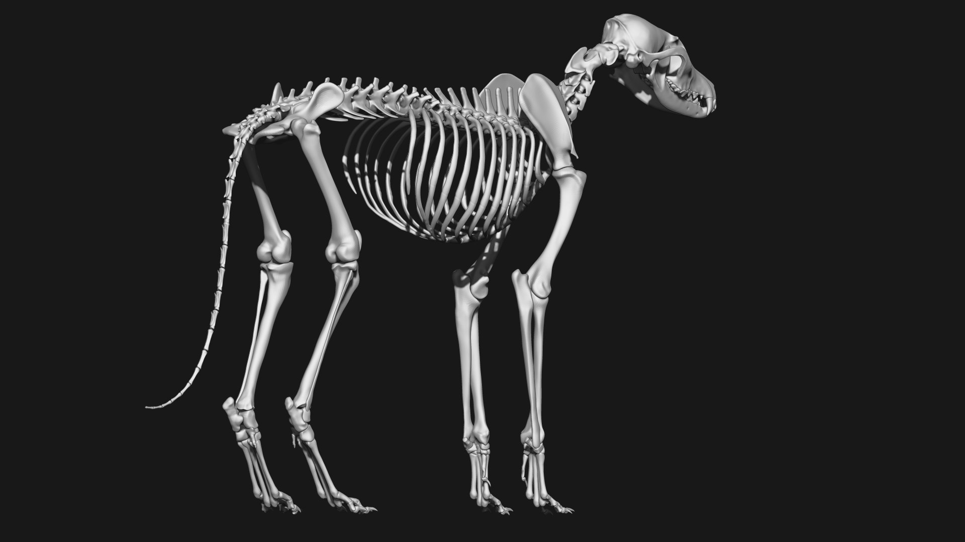 Fox Skeleton 3D - TurboSquid 2050161