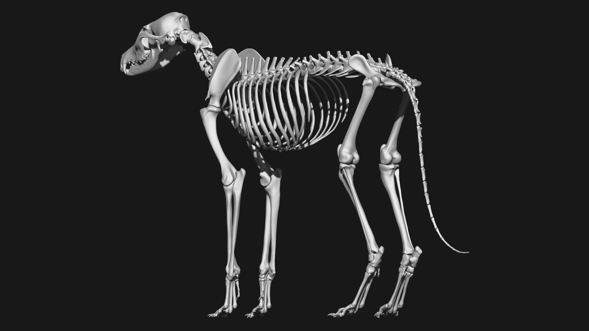 Fox Skeleton 3D - TurboSquid 2050161