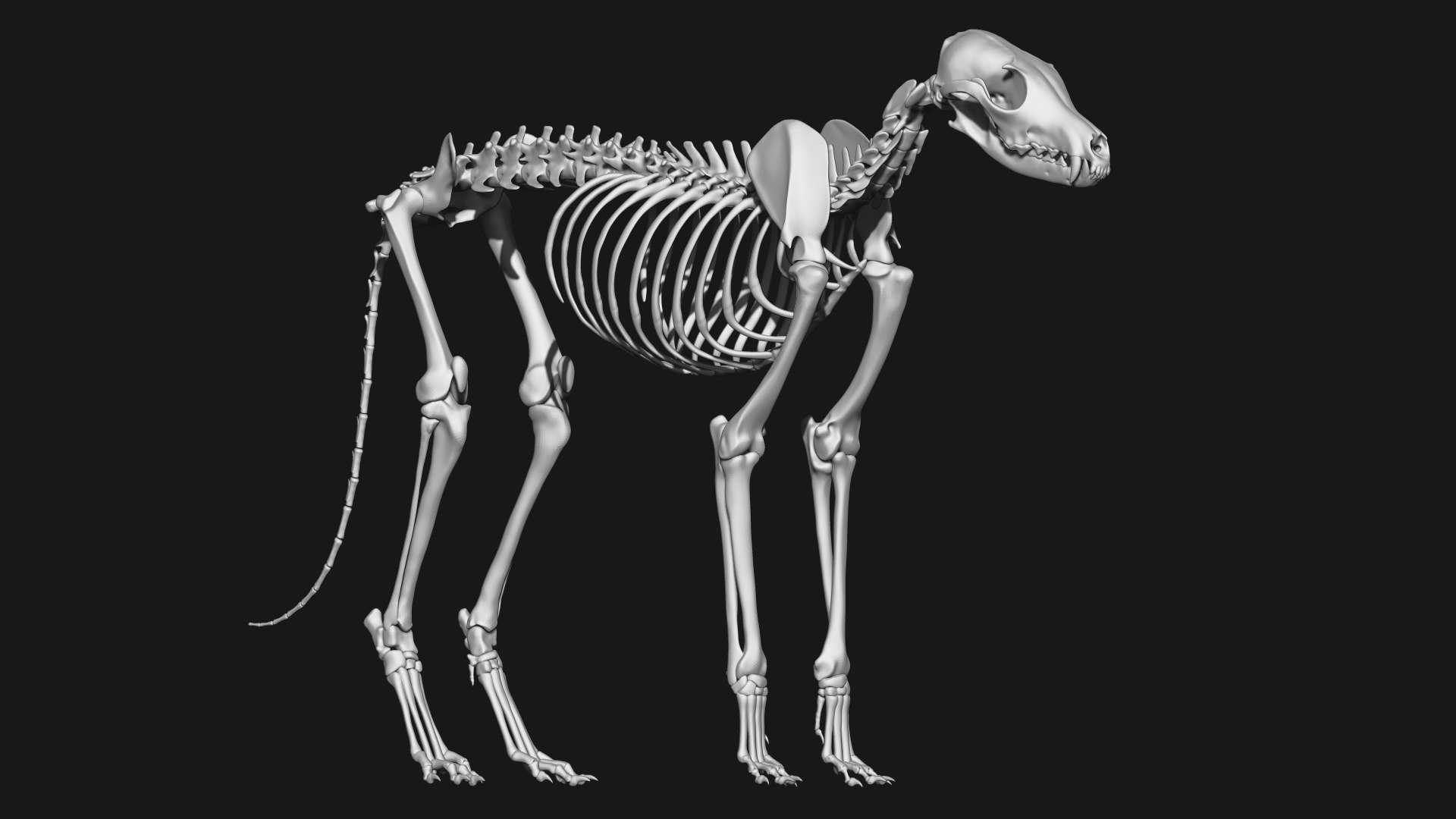 Fox Skeleton 3D - TurboSquid 2050161
