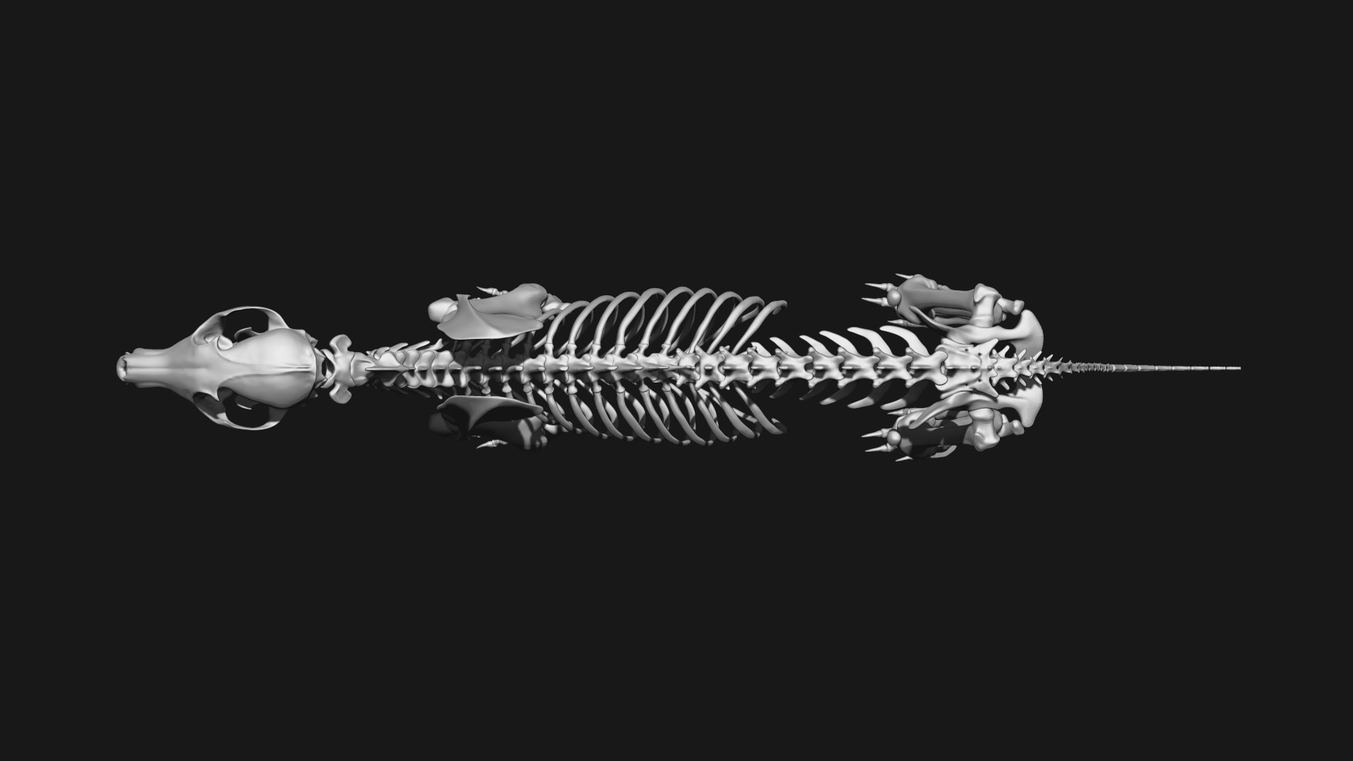 Fox Skeleton 3D - TurboSquid 2050161