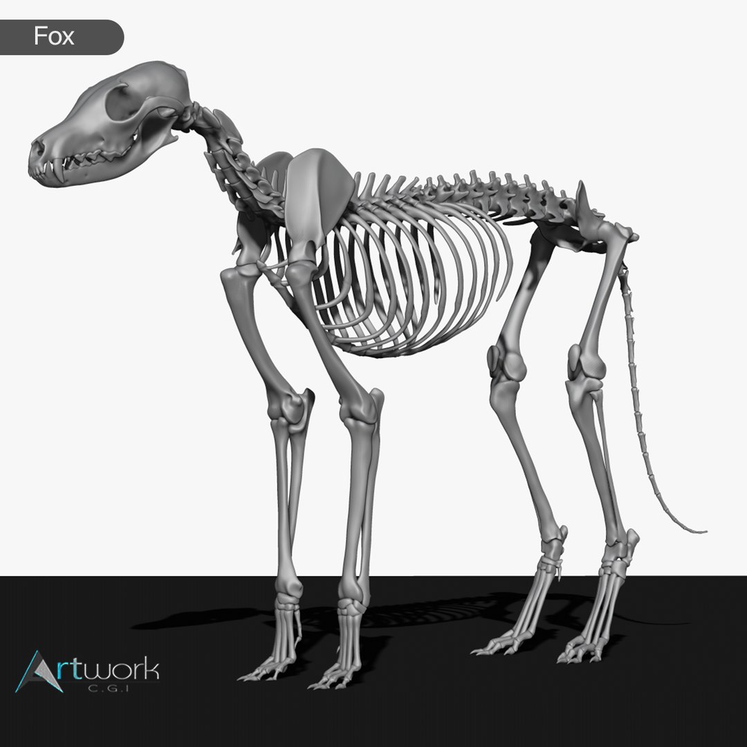Fox Skeleton 3D - TurboSquid 2050161