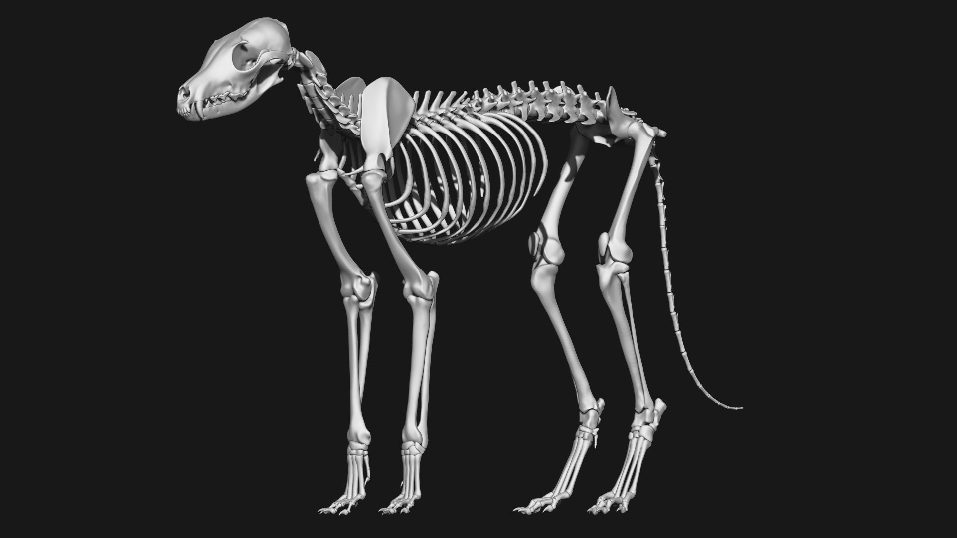 Fox Skeleton 3D - TurboSquid 2050161