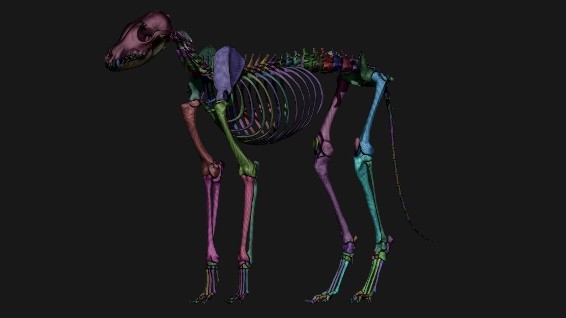 Fox Skeleton 3D - TurboSquid 2050161