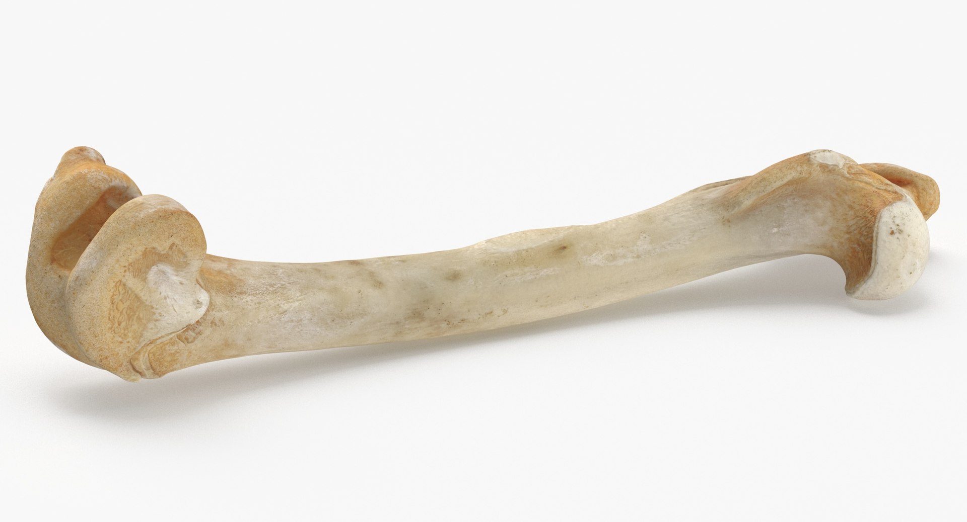 Kangaroo Red Necked Wallaby Femur 01 3D - TurboSquid 2069504
