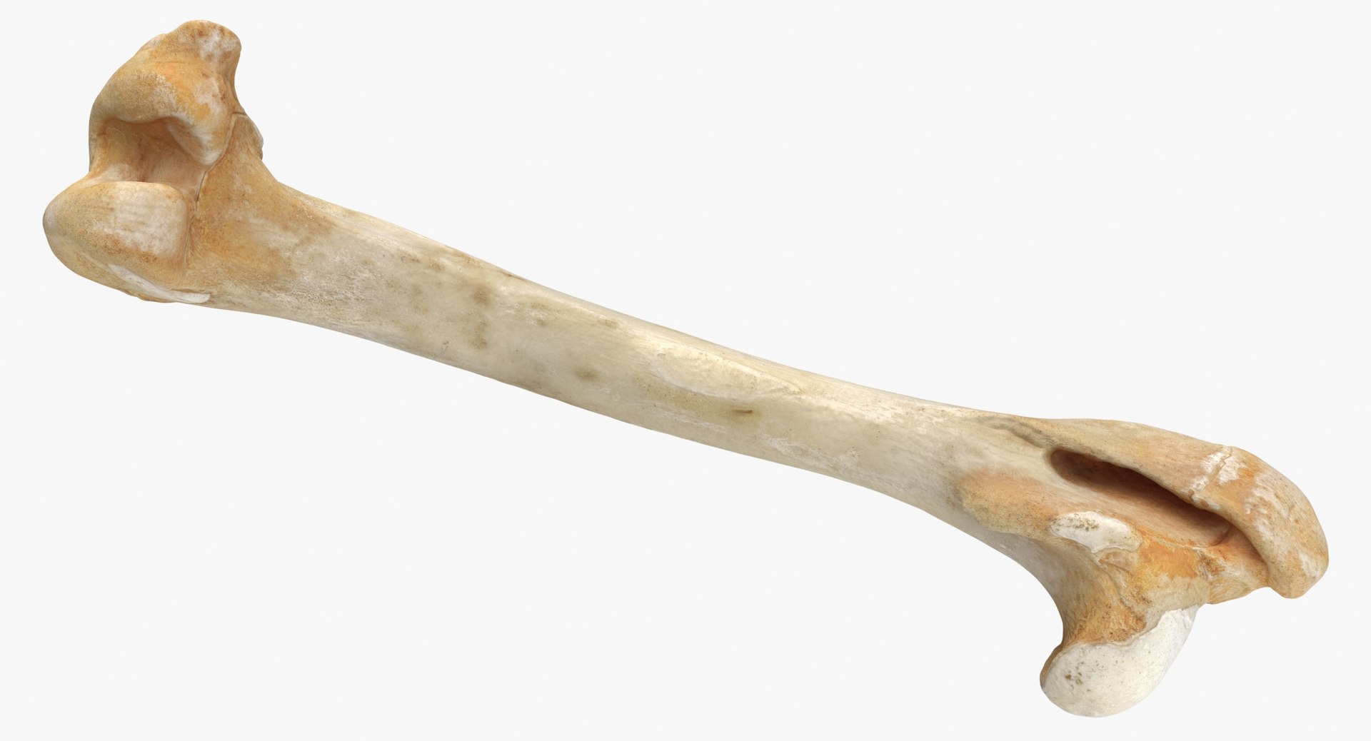 Kangaroo Red Necked Wallaby Femur 01 3D - TurboSquid 2069504