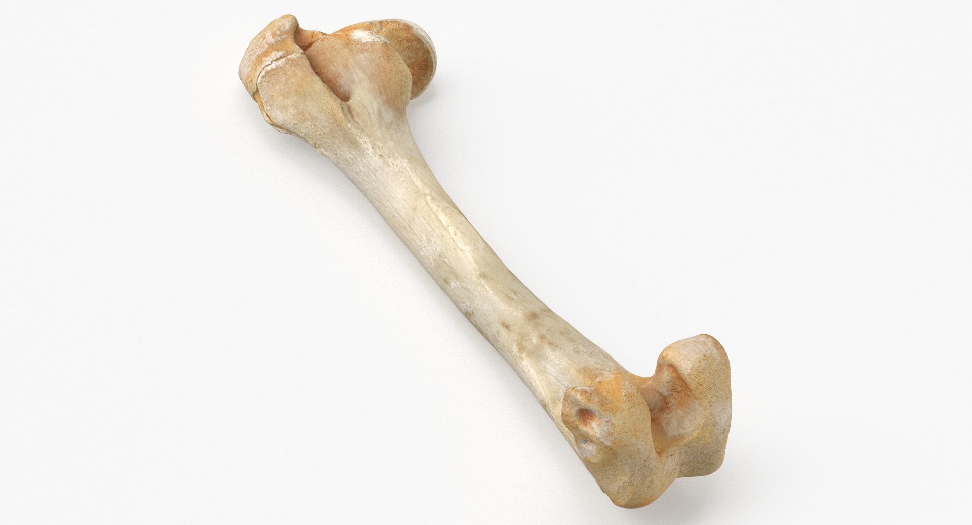 Kangaroo Red Necked Wallaby Femur 01 3D - TurboSquid 2069504