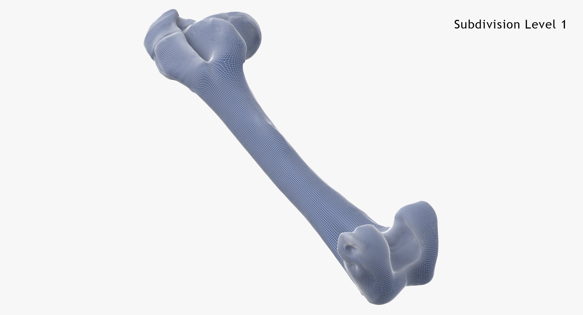 Kangaroo Red Necked Wallaby Femur 01 3D - TurboSquid 2069504