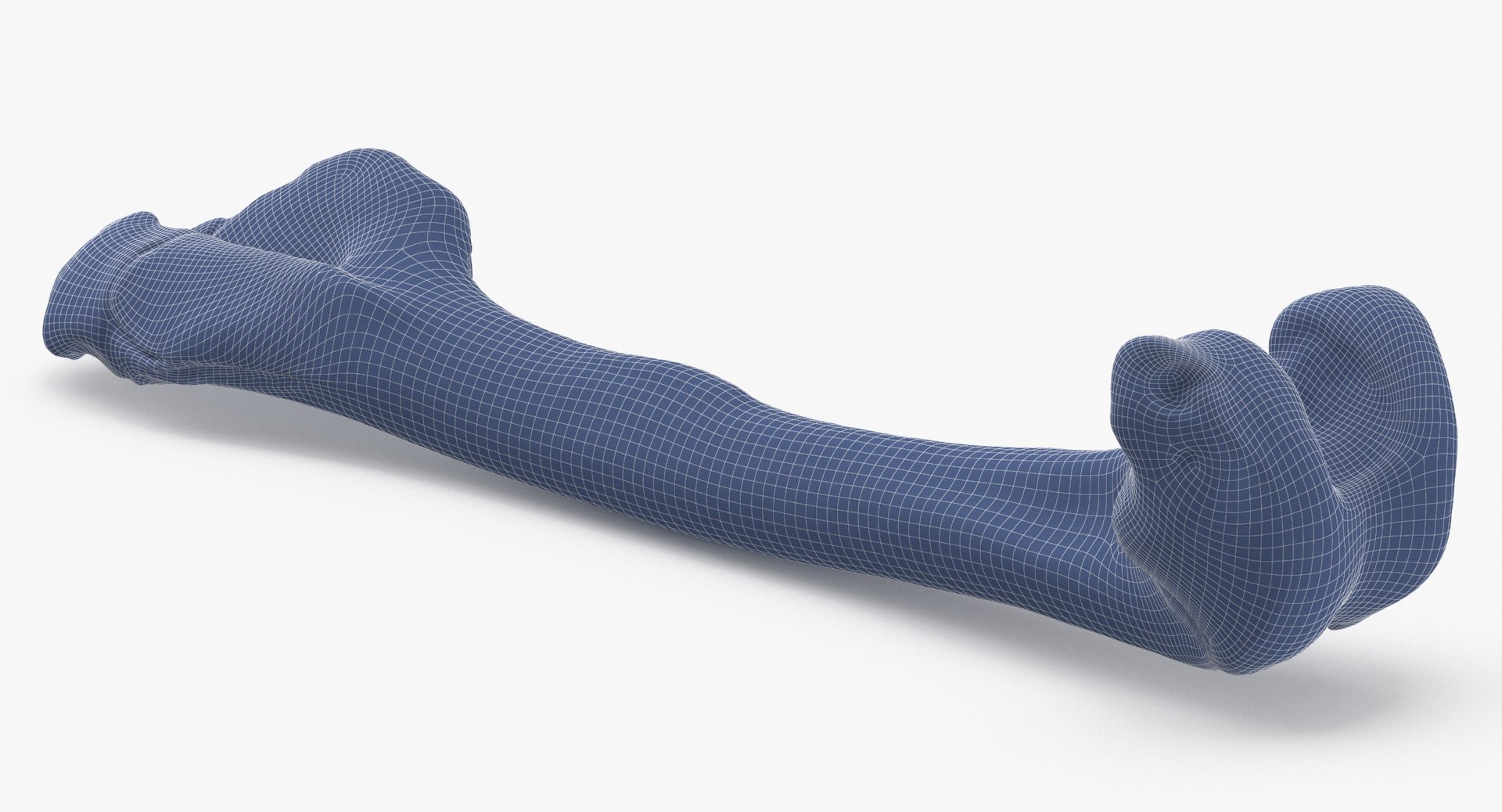 Kangaroo Red Necked Wallaby Femur 01 3D - TurboSquid 2069504