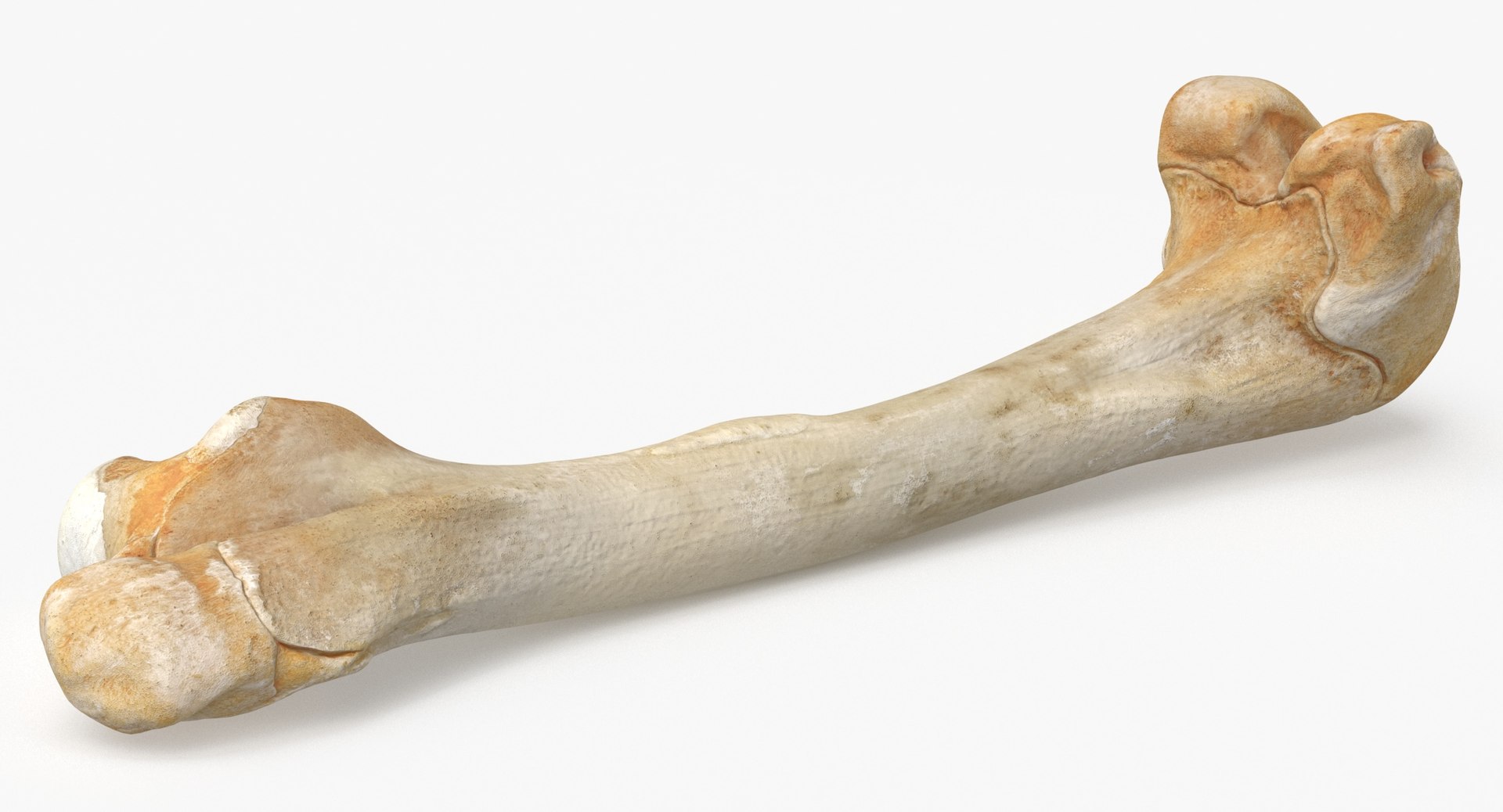 Kangaroo Red Necked Wallaby Femur 01 3D - TurboSquid 2069504