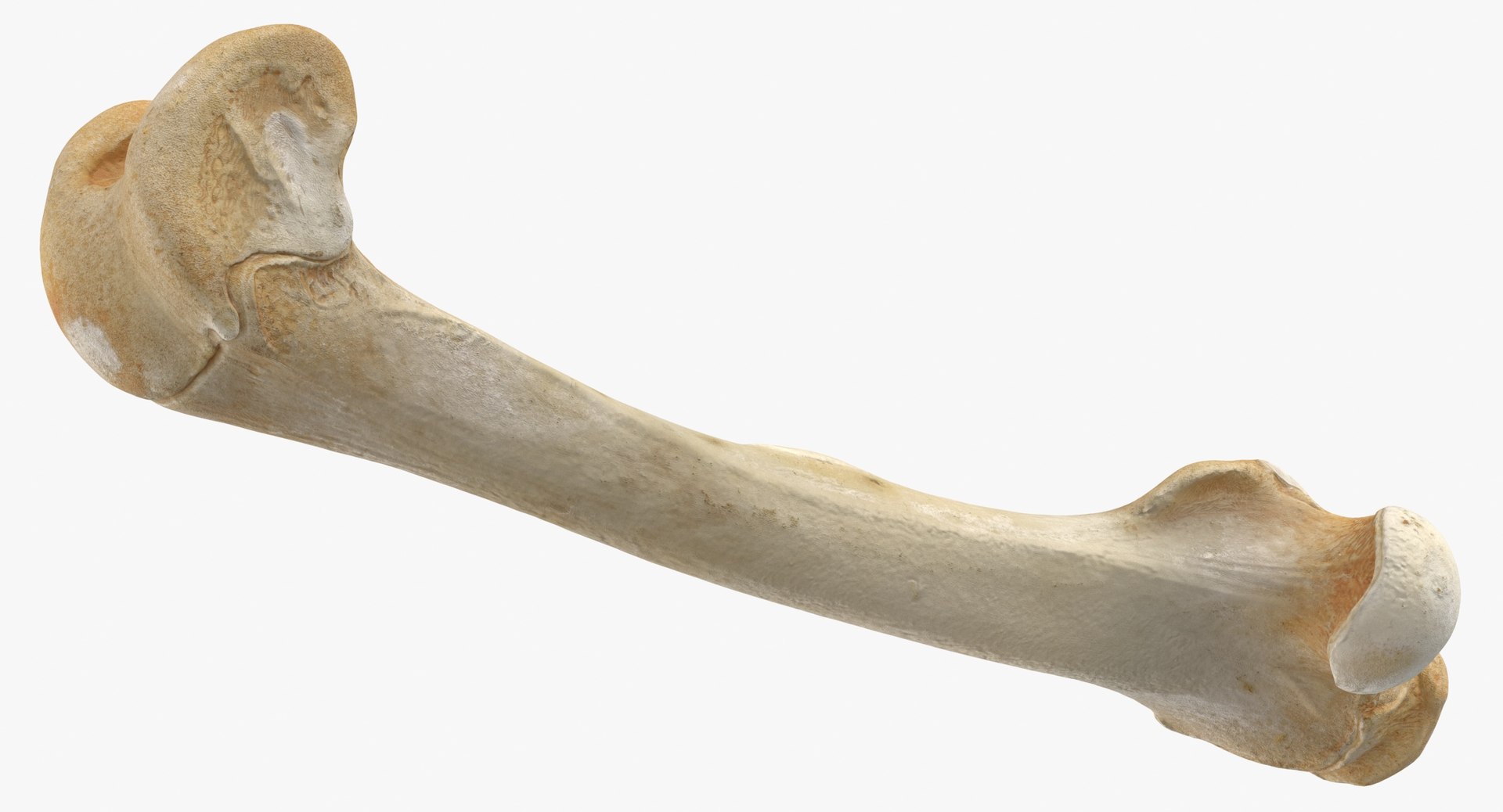 Kangaroo Red Necked Wallaby Femur 01 3D - TurboSquid 2069504
