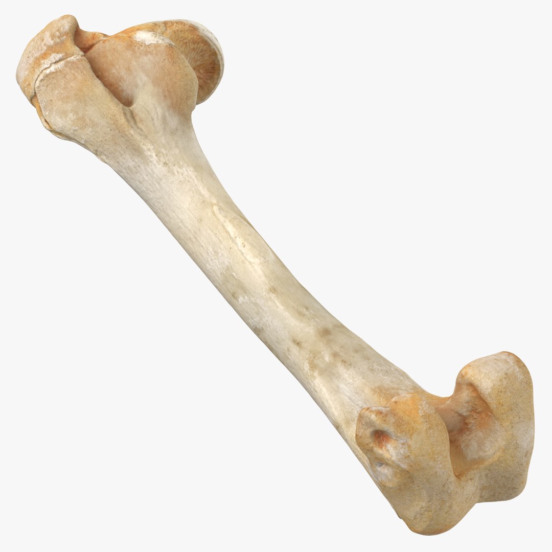 Kangaroo Red Necked Wallaby Femur 01 3D - TurboSquid 2069504