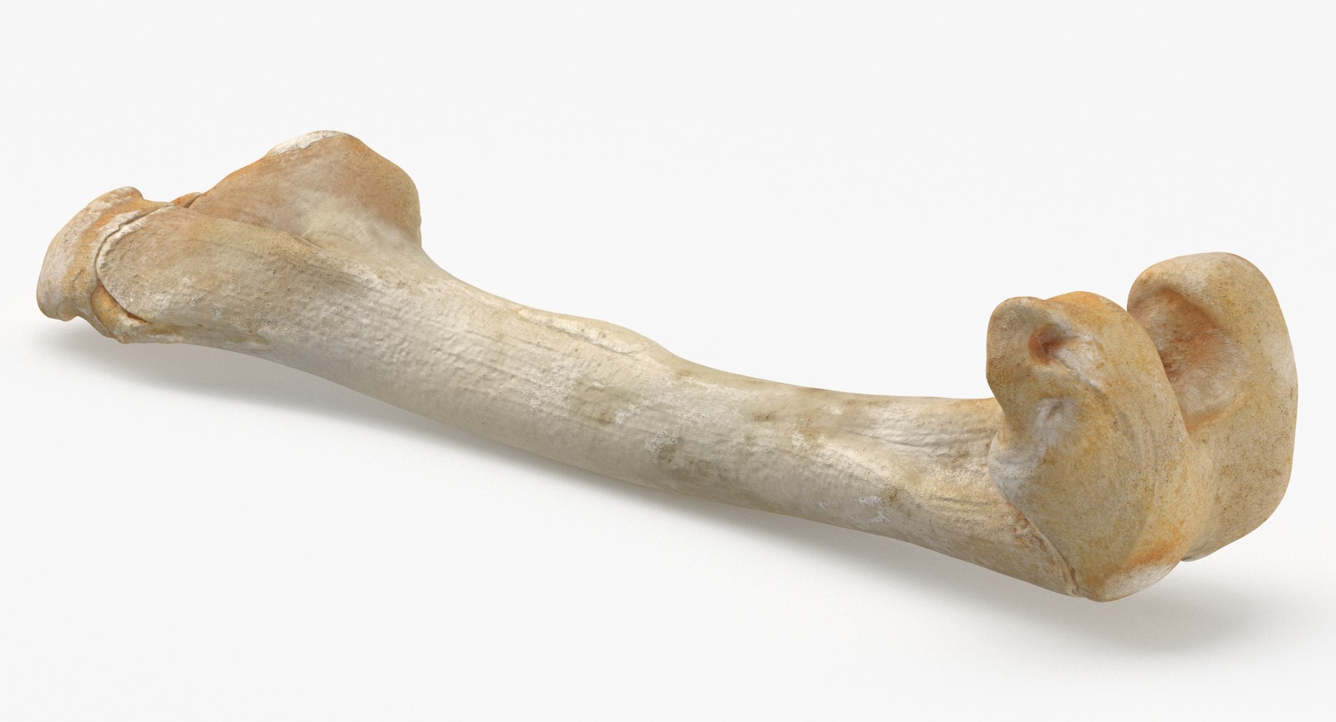 Kangaroo Red Necked Wallaby Femur 01 3D - TurboSquid 2069504
