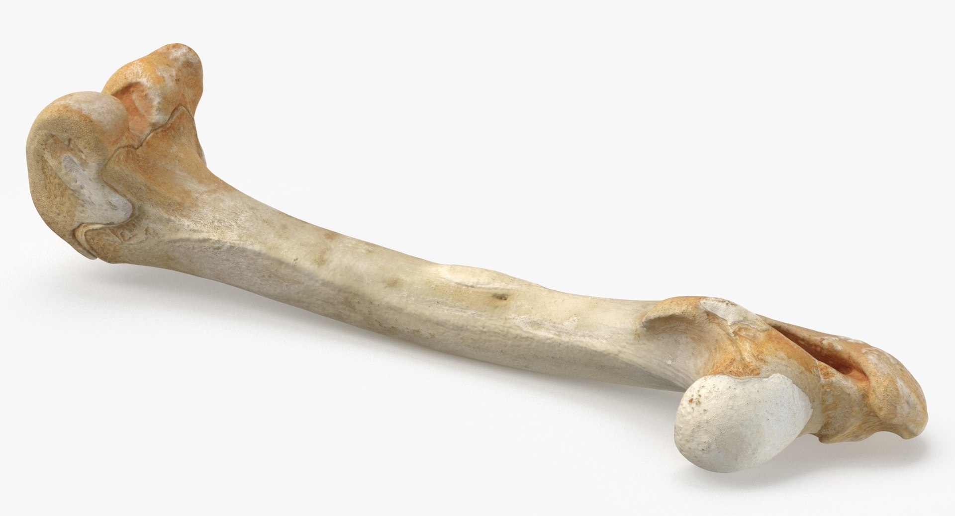 Kangaroo Red Necked Wallaby Femur 01 3D - TurboSquid 2069504