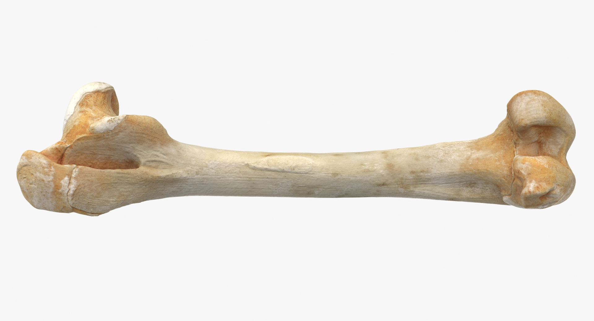 Kangaroo Red Necked Wallaby Femur 01 3D - TurboSquid 2069504