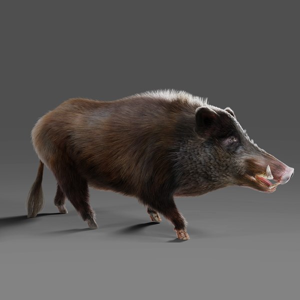 Boar 3D Models for Download | TurboSquid