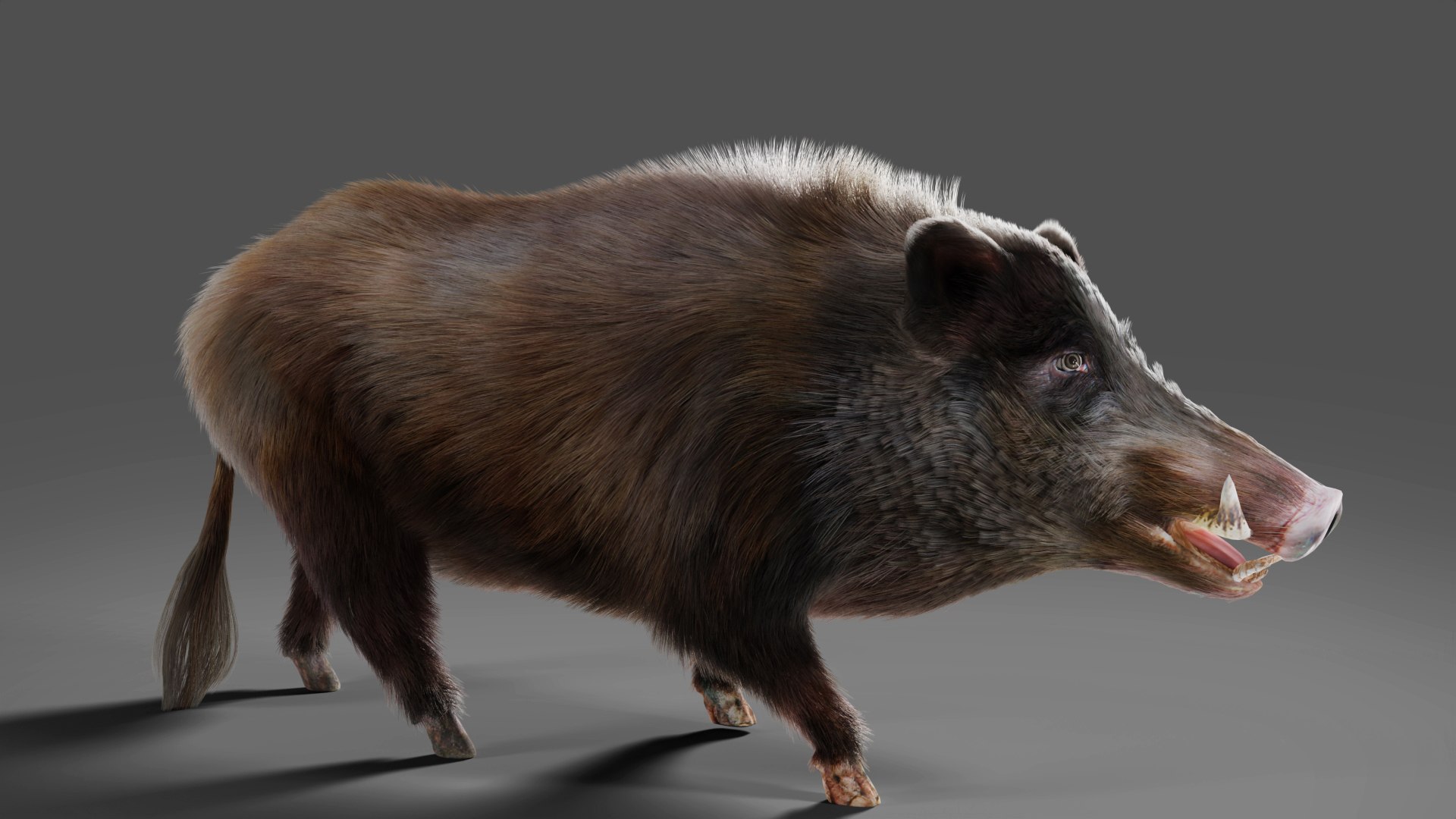 3D Model Black Wild Boar Rigged V06 In Blender - TurboSquid 1991713