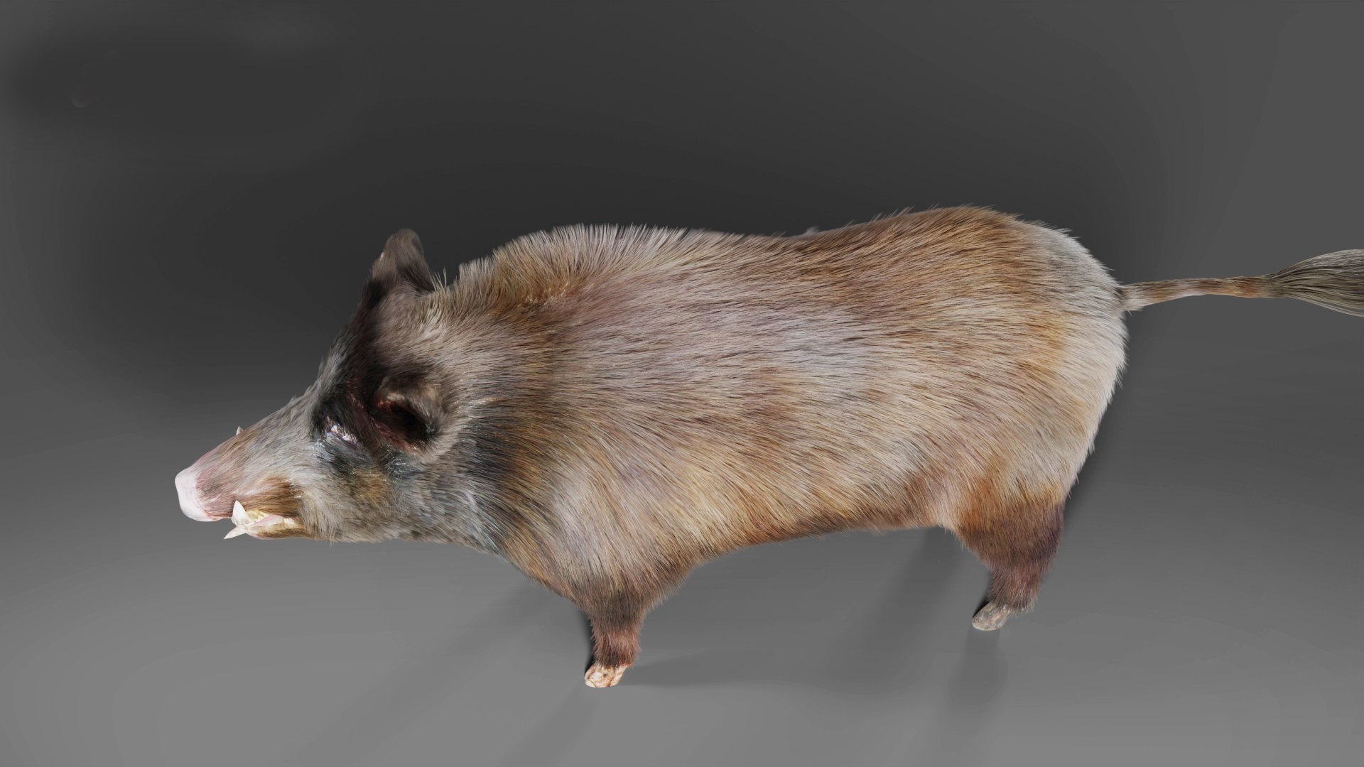 3D Model Black Wild Boar Rigged V06 In Blender - TurboSquid 1991713