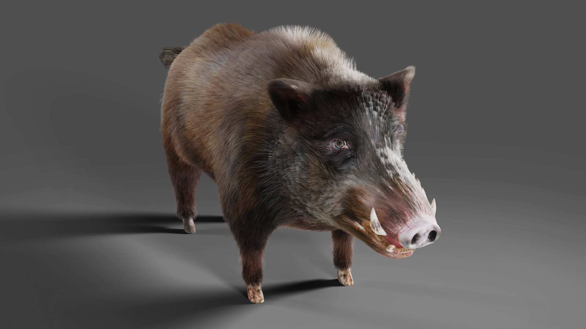 3D Model Black Wild Boar Rigged V06 In Blender - TurboSquid 1991713
