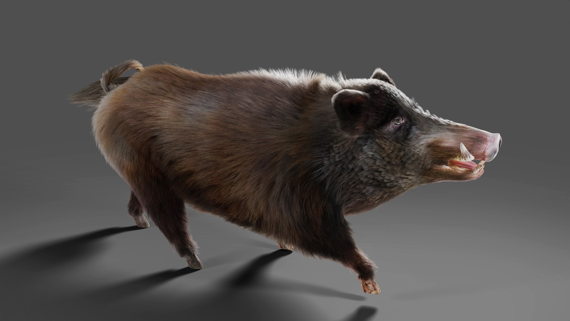 3D Model Black Wild Boar Rigged V06 In Blender - TurboSquid 1991713