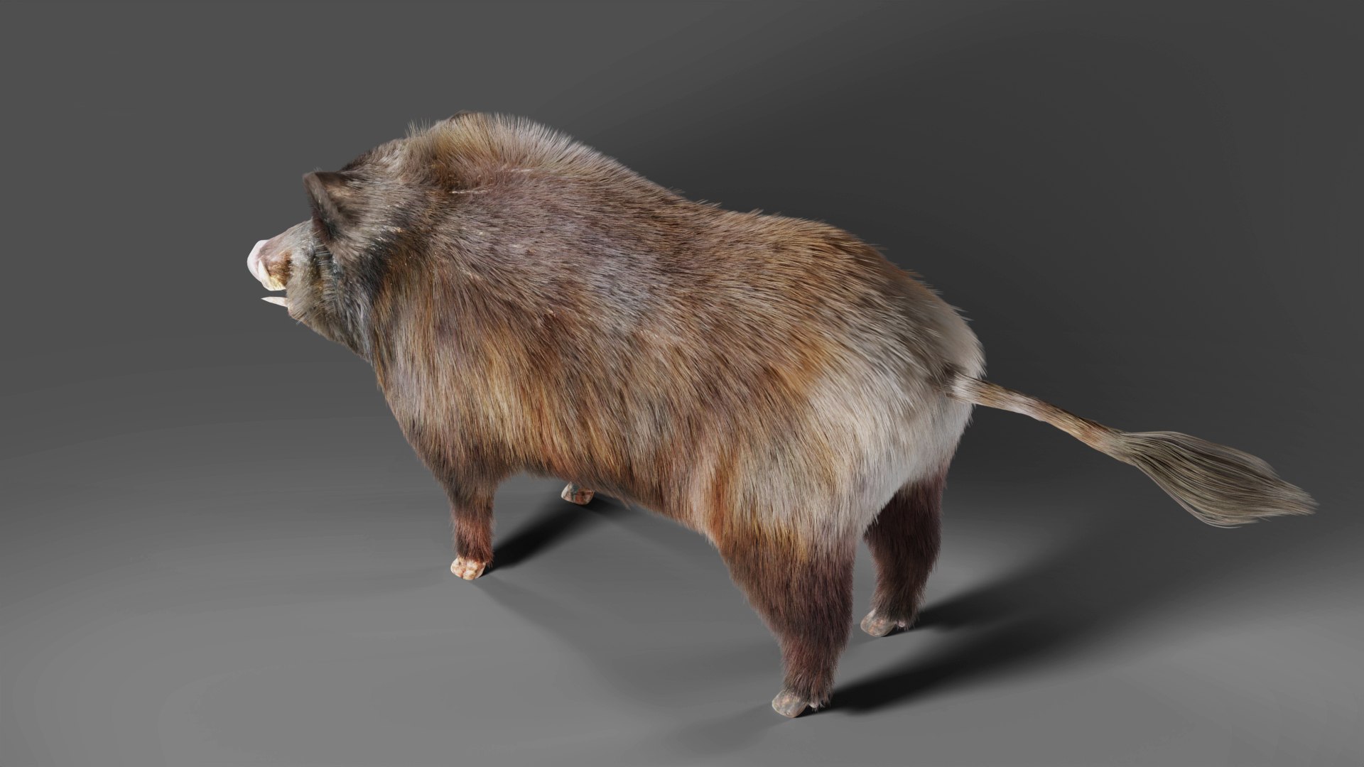 3D Model Black Wild Boar Rigged V06 In Blender - TurboSquid 1991713