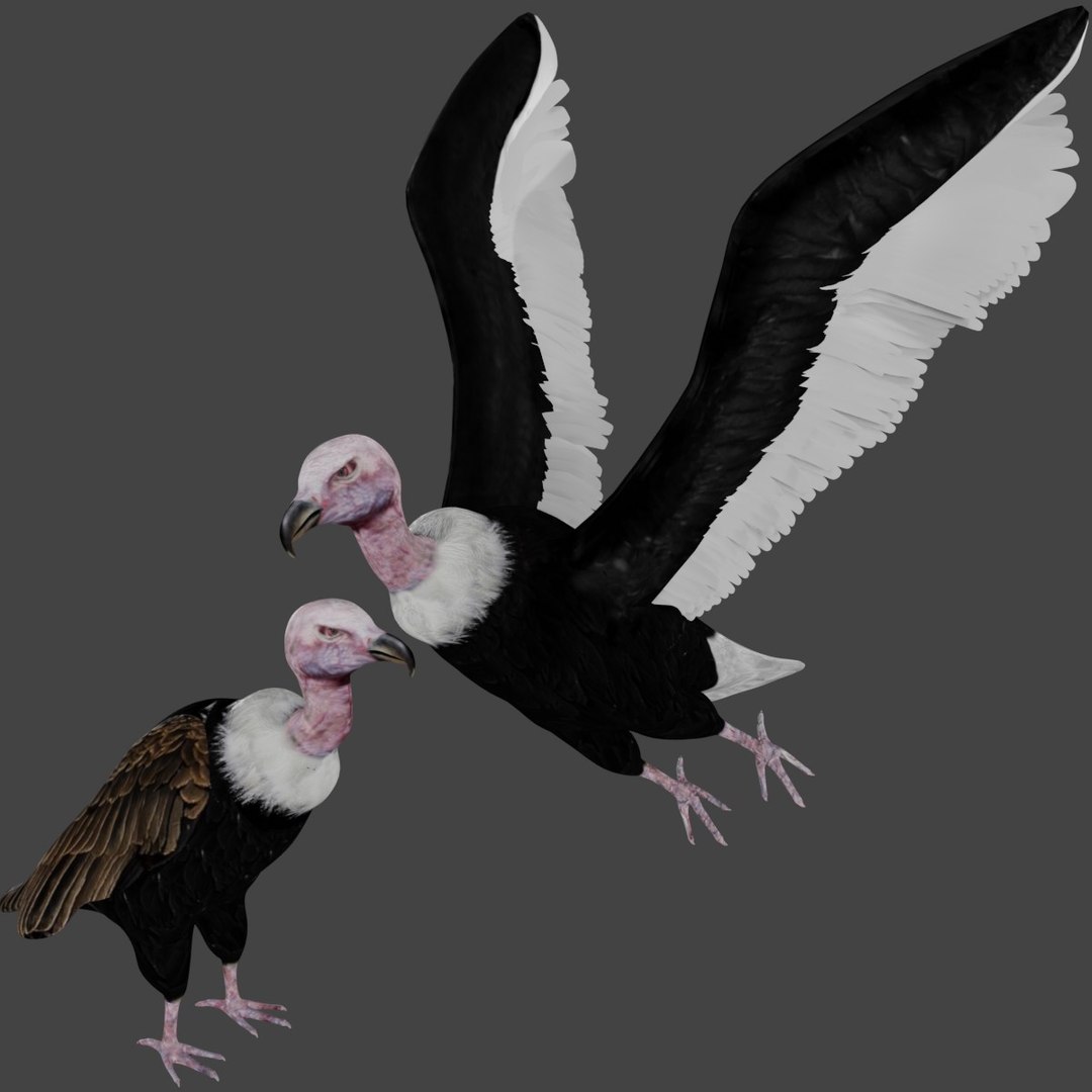3D model different version vulture - TurboSquid 1669503