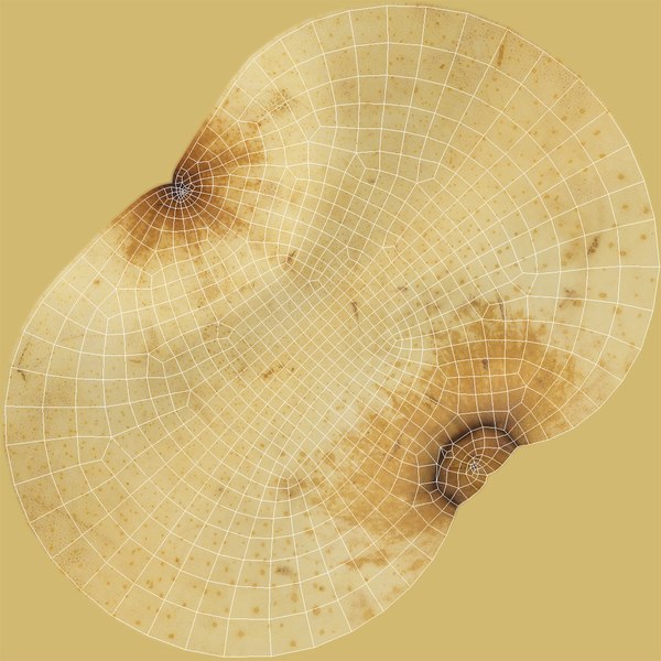 3D nashi pear model - TurboSquid 1164245