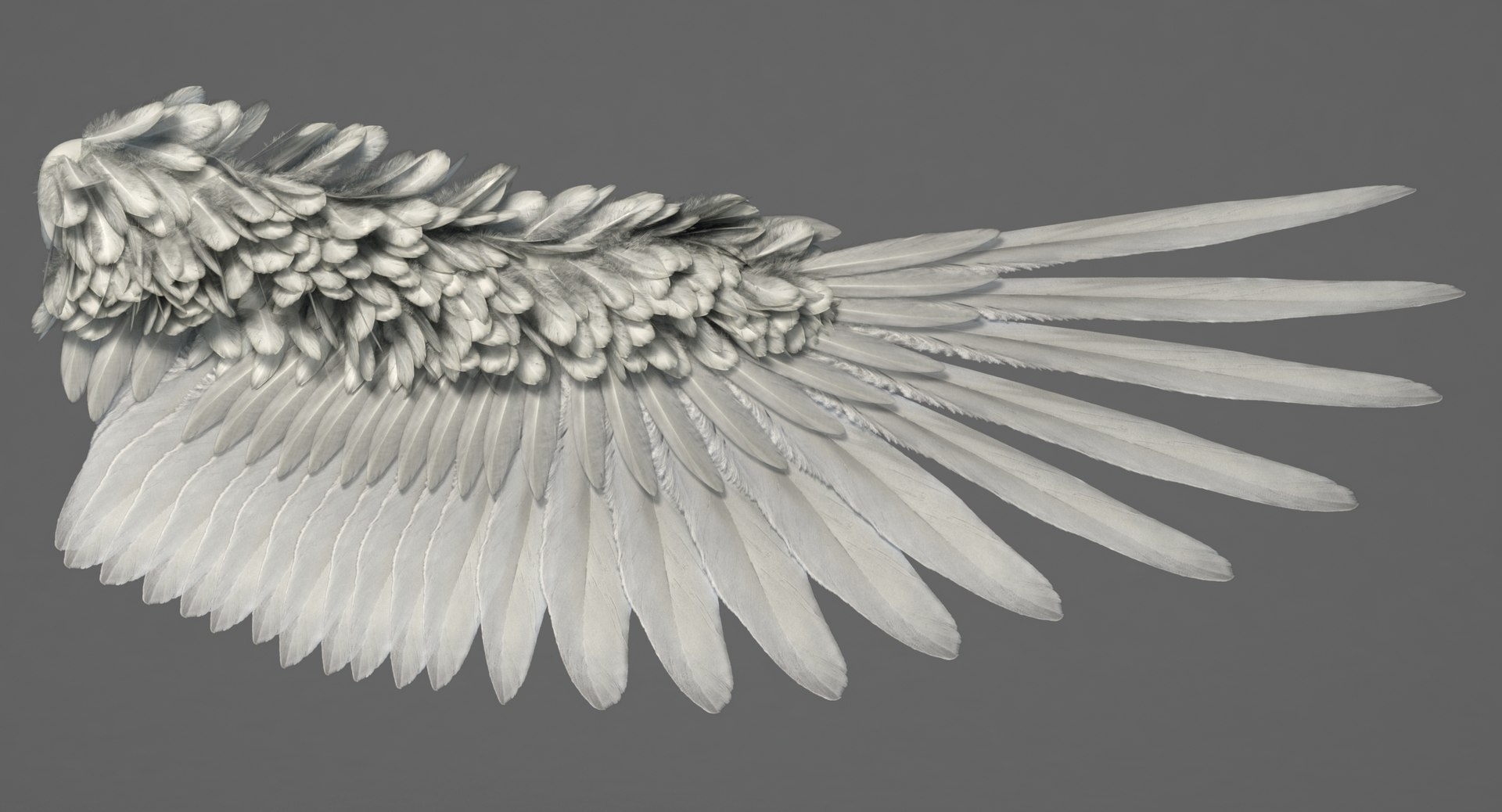 3D Model Realistic Angel Wings Rigged - TurboSquid 1555526
