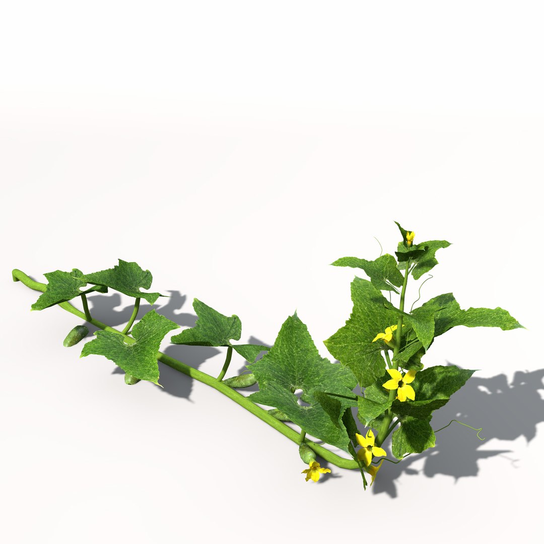 Xfrogplants Cucumber Plant Obj