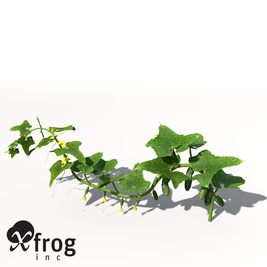 Xfrogplants Cucumber Plant Obj