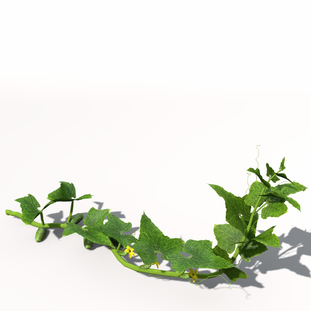 Xfrogplants Cucumber Plant Obj
