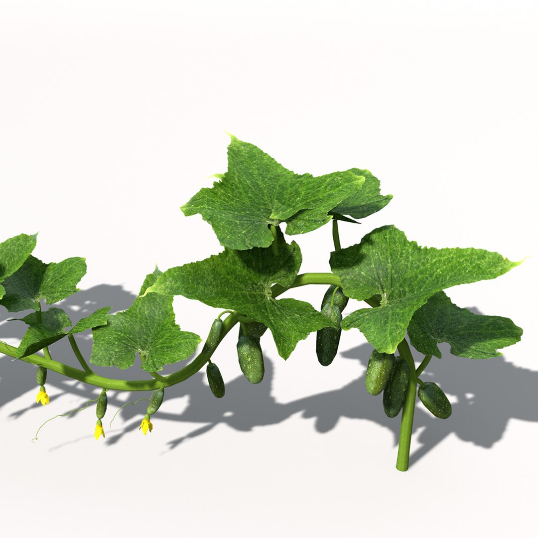 Xfrogplants Cucumber Plant Obj