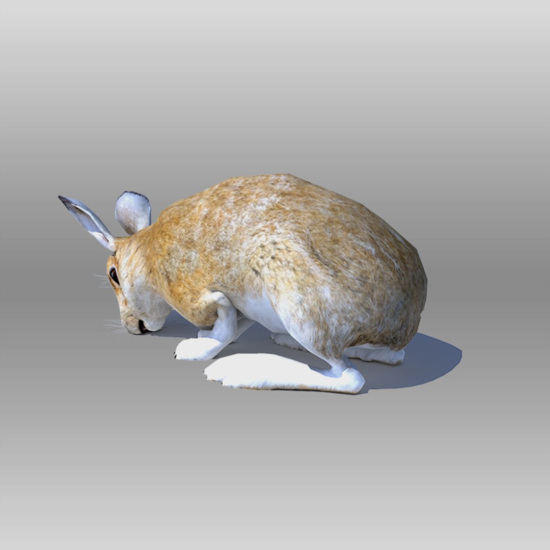 3D Rabbit Hair Animations Model - TurboSquid 1243660