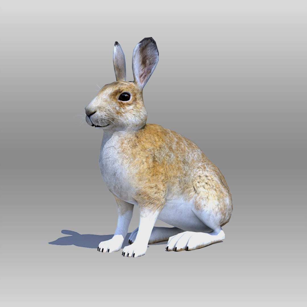 3D Rabbit Hair Animations Model - TurboSquid 1243660